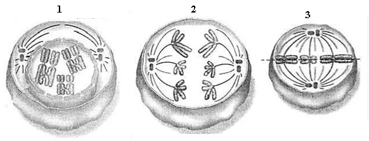 Profase 2 Da Meiose 3B Scientific 3B Scientific Natural Sciences